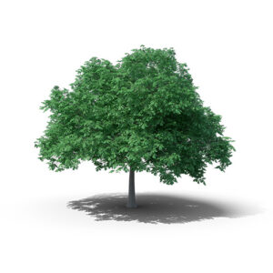 English Character Grade Oak | How To Identify